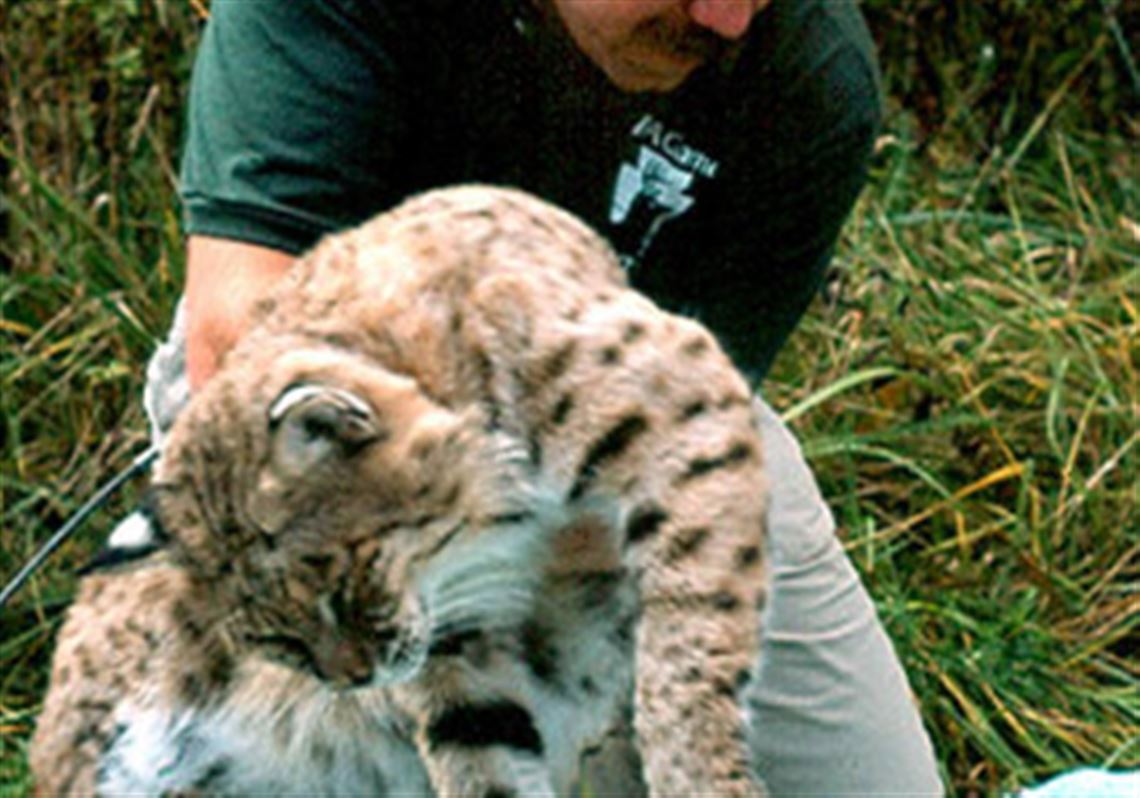Trapping: Pelt prices and trapping interest are on the rise ...