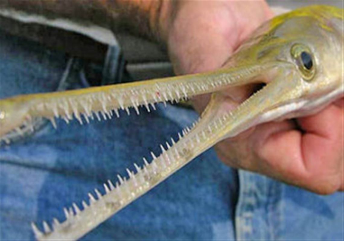 Fishing: Return of the gar | Pittsburgh Post-Gazette