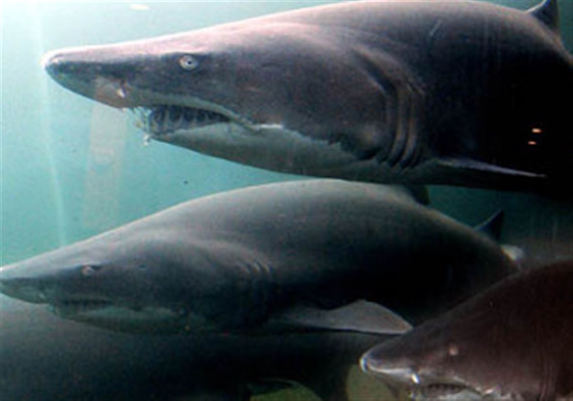 Zoo celebrates grand opening of shark exhibit | Pittsburgh Post-Gazette