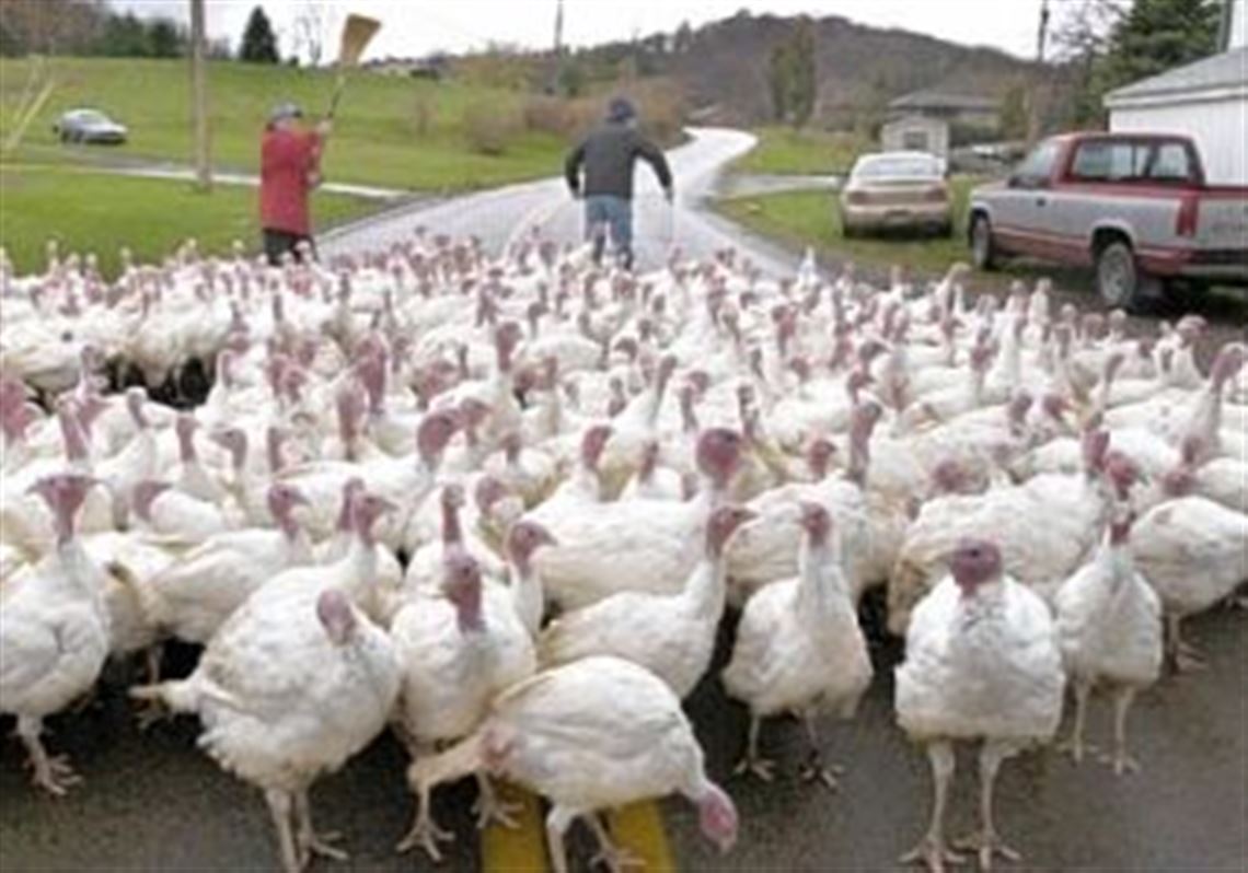Turkey farm runs almost nonstop on days before Thanksgiving ...