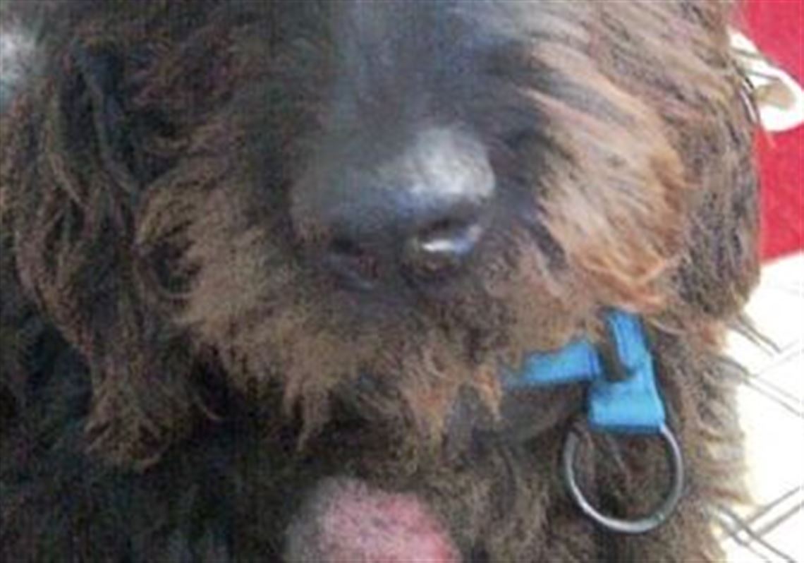 Pet Tales: Crafton police make an arrest in Labradoodle's hit-and-run ...