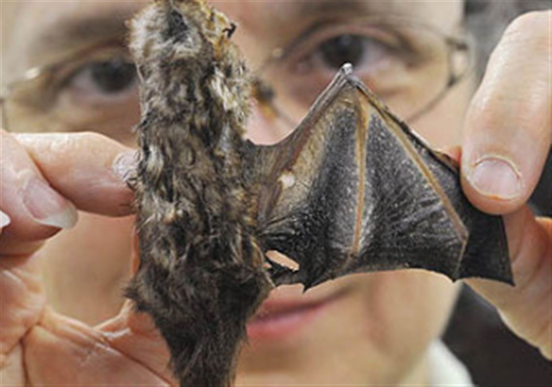 Pa. wind turbines deadly to bats, costly to farmers | Pittsburgh Post ...