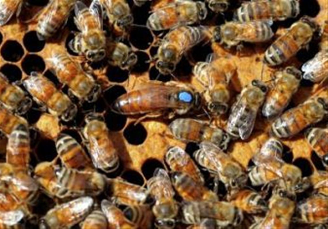 Raising honey bees is a growing back-to-nature pastime | Pittsburgh ...