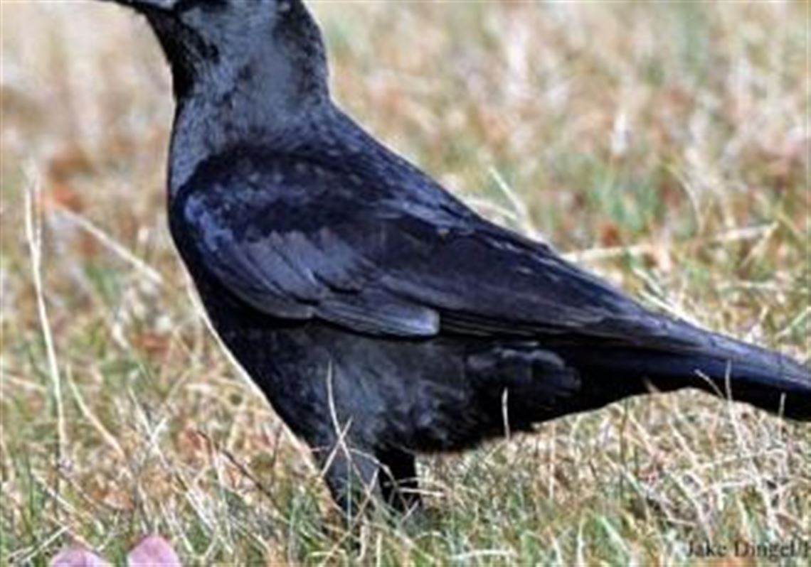 Ravens, often mistaken for crows, have rebounded following decades of ...
