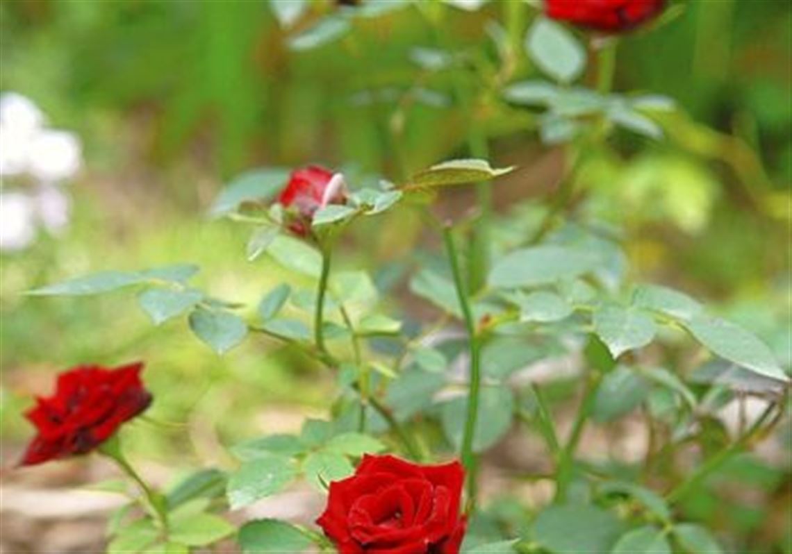 Control rose midges to ensure blooms | Pittsburgh Post-Gazette