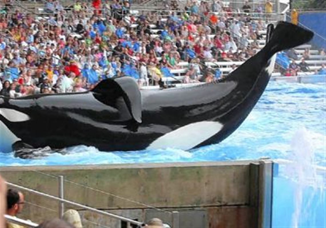 Movie review: 'Blackfish' a disturbing film | Pittsburgh Post-Gazette