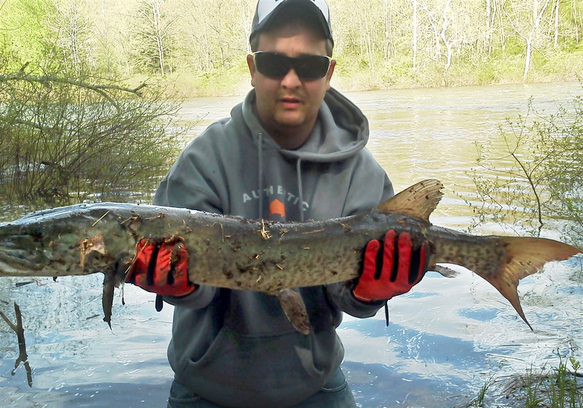 Hooking musky from land requires an understanding of its habitat ...