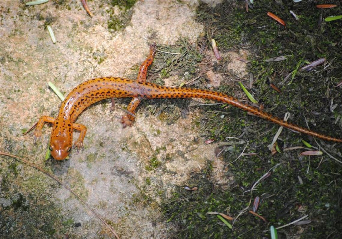 Nearly two dozen species of salamanders inhabit Western Pennsylvania ...