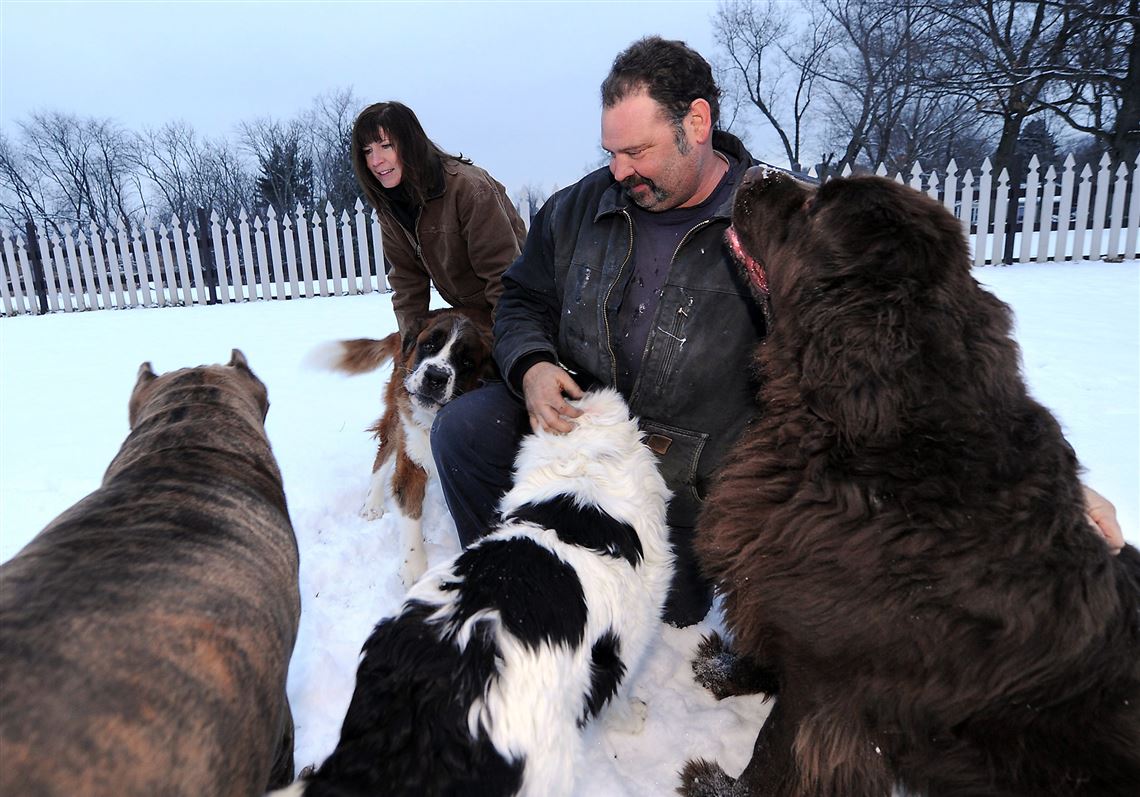 Giant Breed Dog Rescue wins court case, can continue operating ...