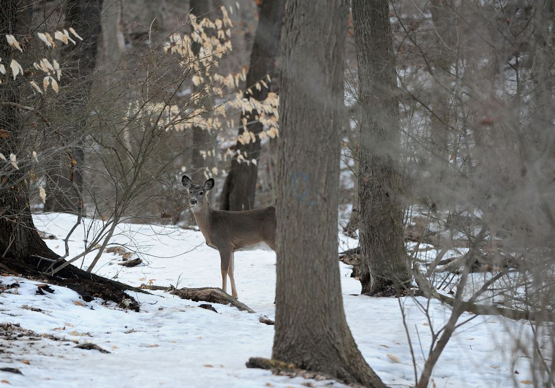 Mt. Lebanon deer cull begins with four of the animals killed ...