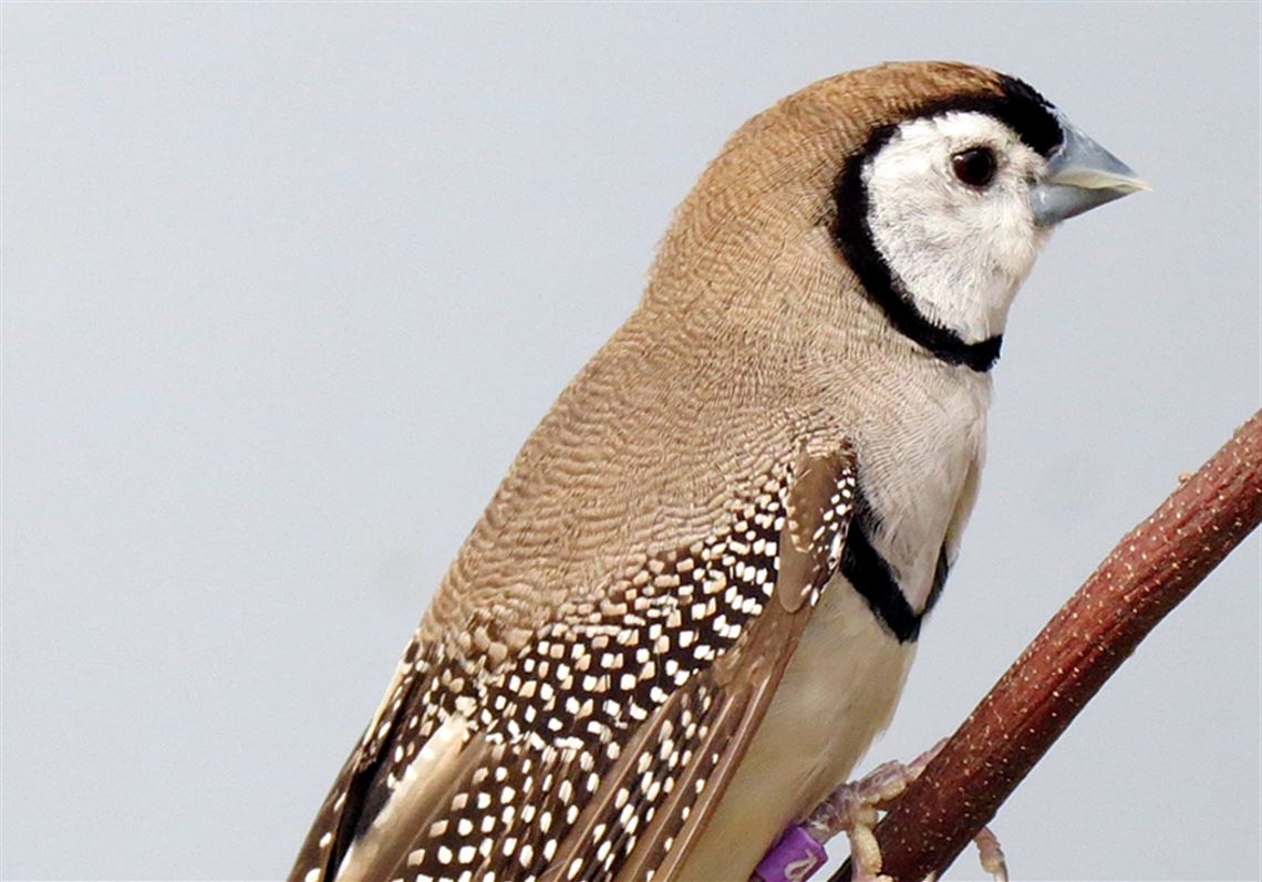 Let’s Talk About Birds: Owl finches | Pittsburgh Post-Gazette