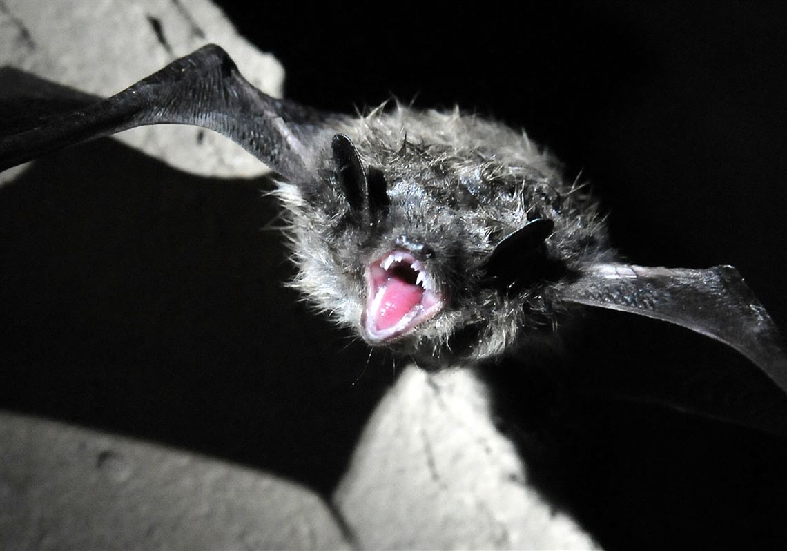 Stopping an extinction of bats | Pittsburgh Post-Gazette