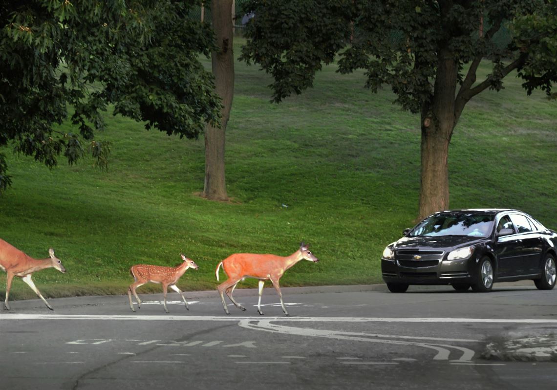 Mt. Lebanon deer reduction enters firearm phase | Pittsburgh Post-Gazette