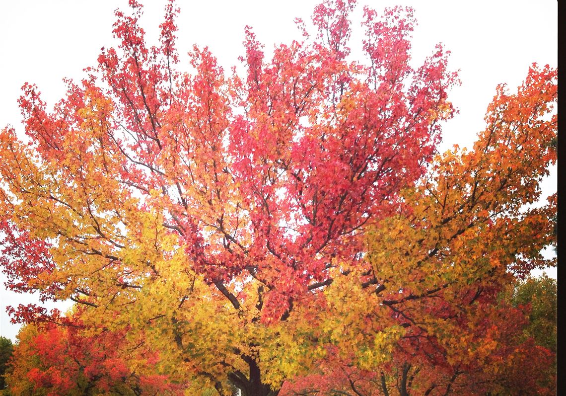 Pennsylvania State Tree Name