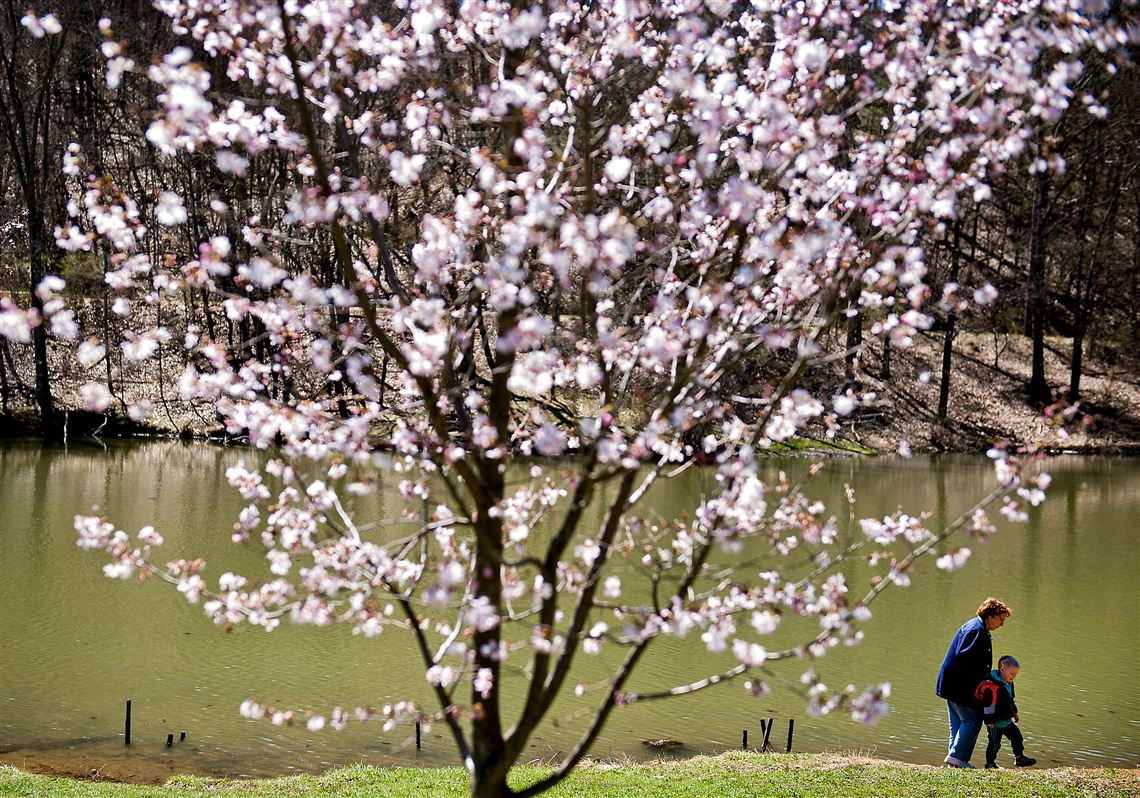Celebrate cherry blossoms with a Hanami party in North Park ...