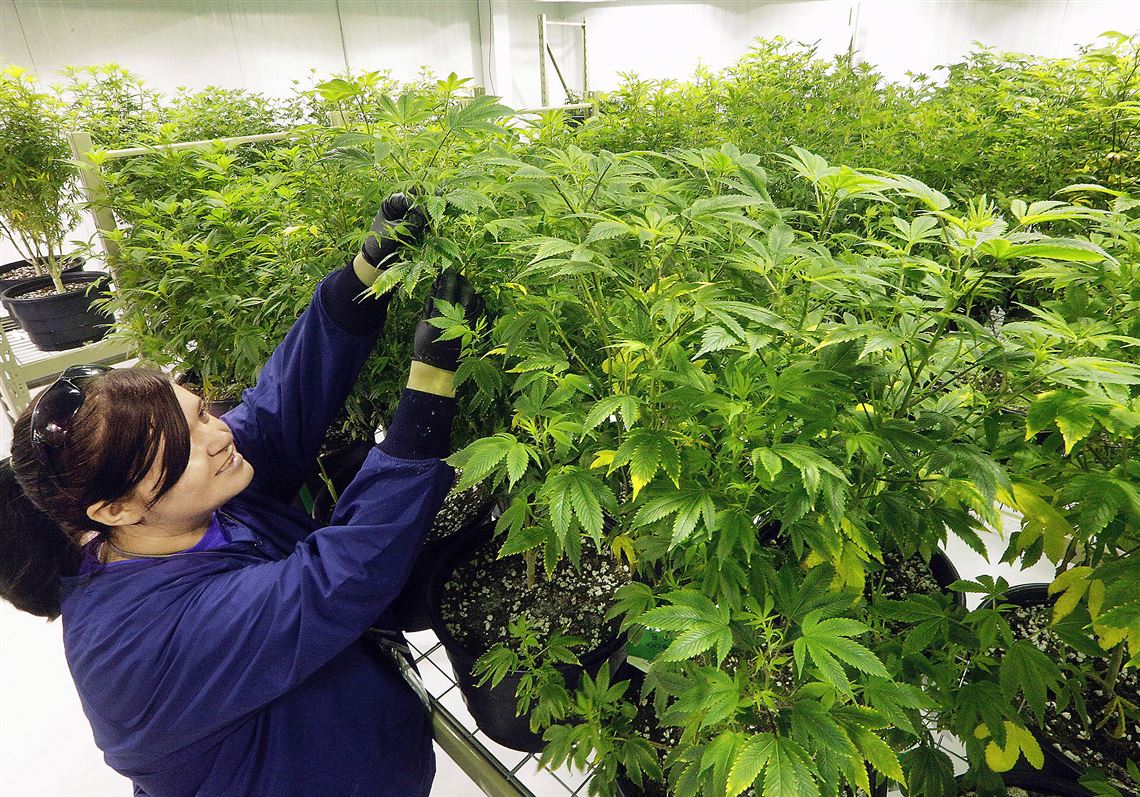 PurePenn licensed to grow, process medical marijuana in McKeesport ...