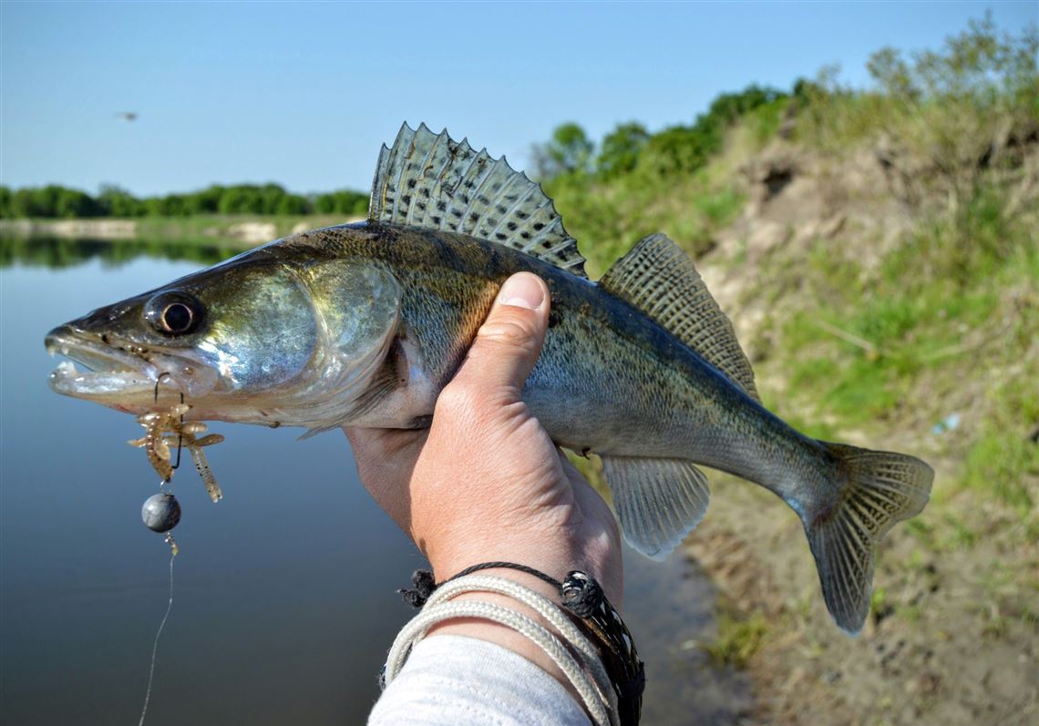 A Lake Erie walleye population boom begins in shallow Ohio waters ...
