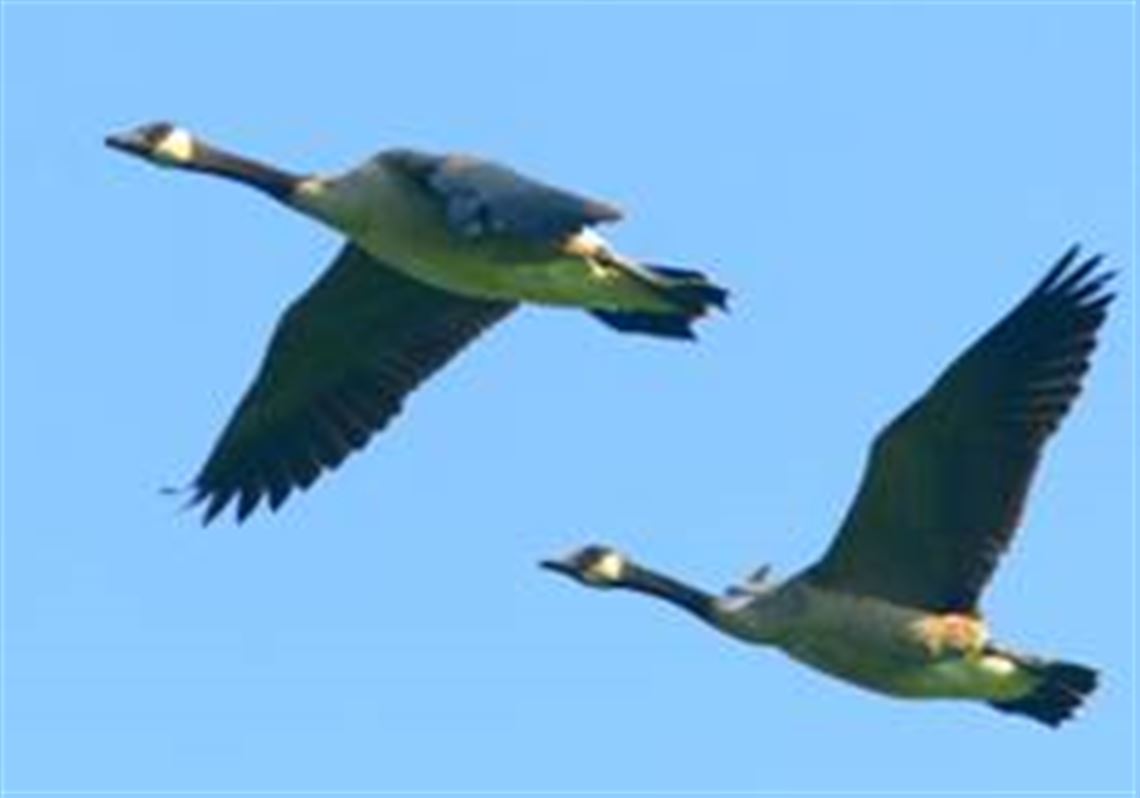 Pitt to change 'victory lights' that can disrupt bird migrations ...