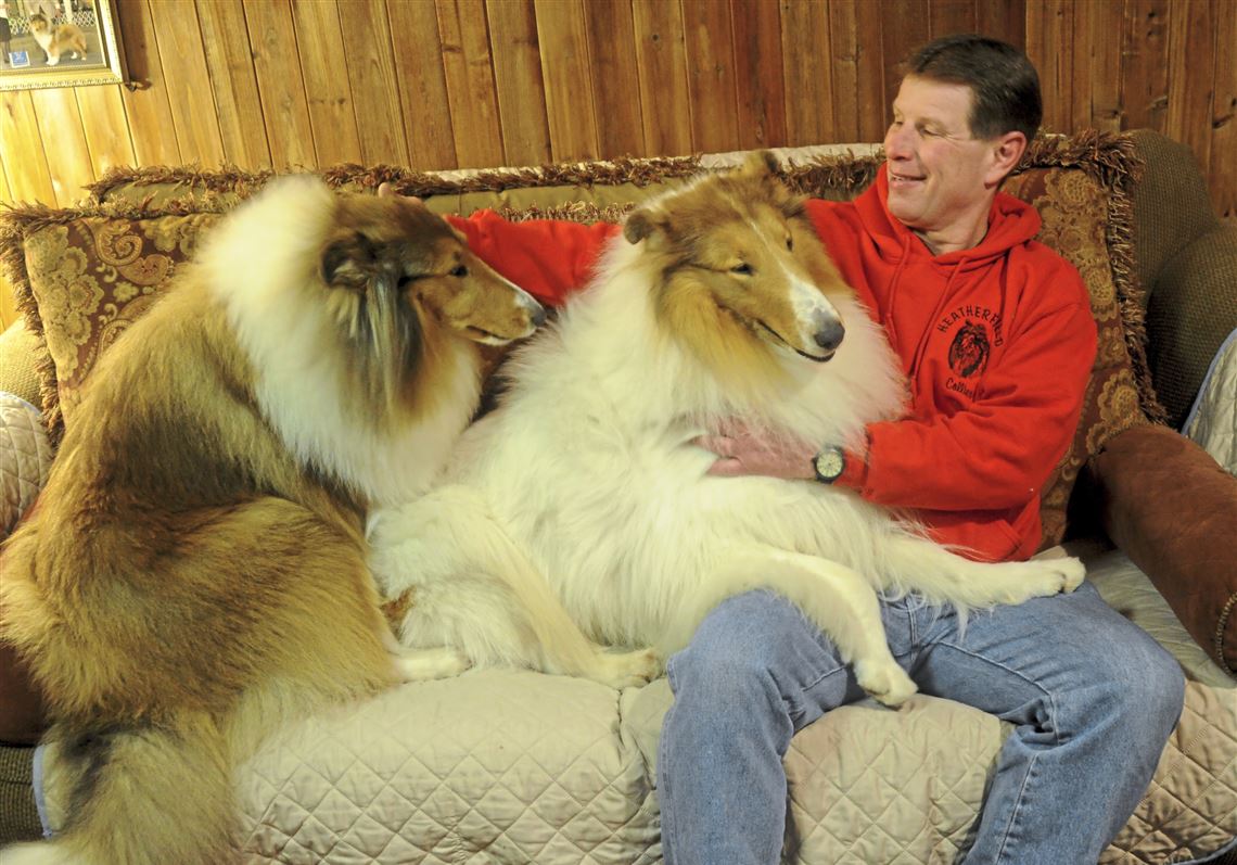 Local collies, cocker spaniel will compete to be top dog at Westminster ...