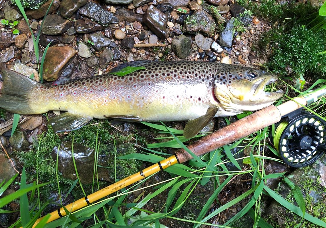 18-inch wild brown trout caught in Warren | Pittsburgh Post-Gazette