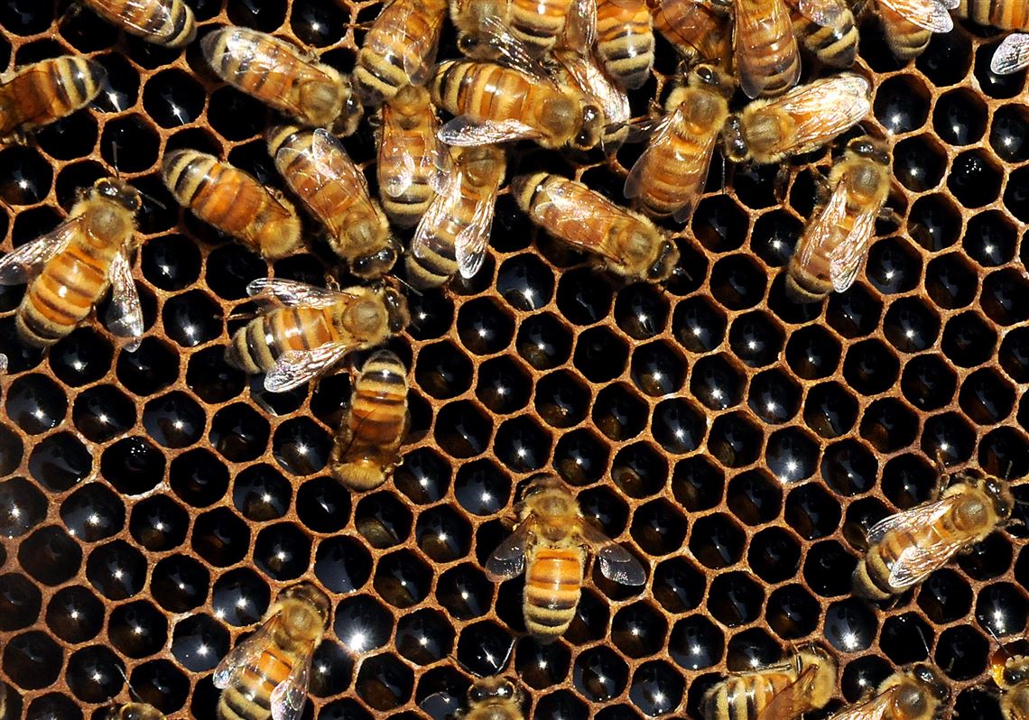 The bee business is booming | Pittsburgh Post-Gazette