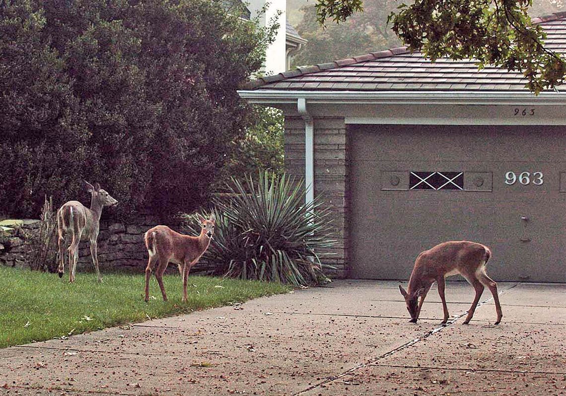 Mt. Lebanon Commissioners extend deer management program | Pittsburgh ...