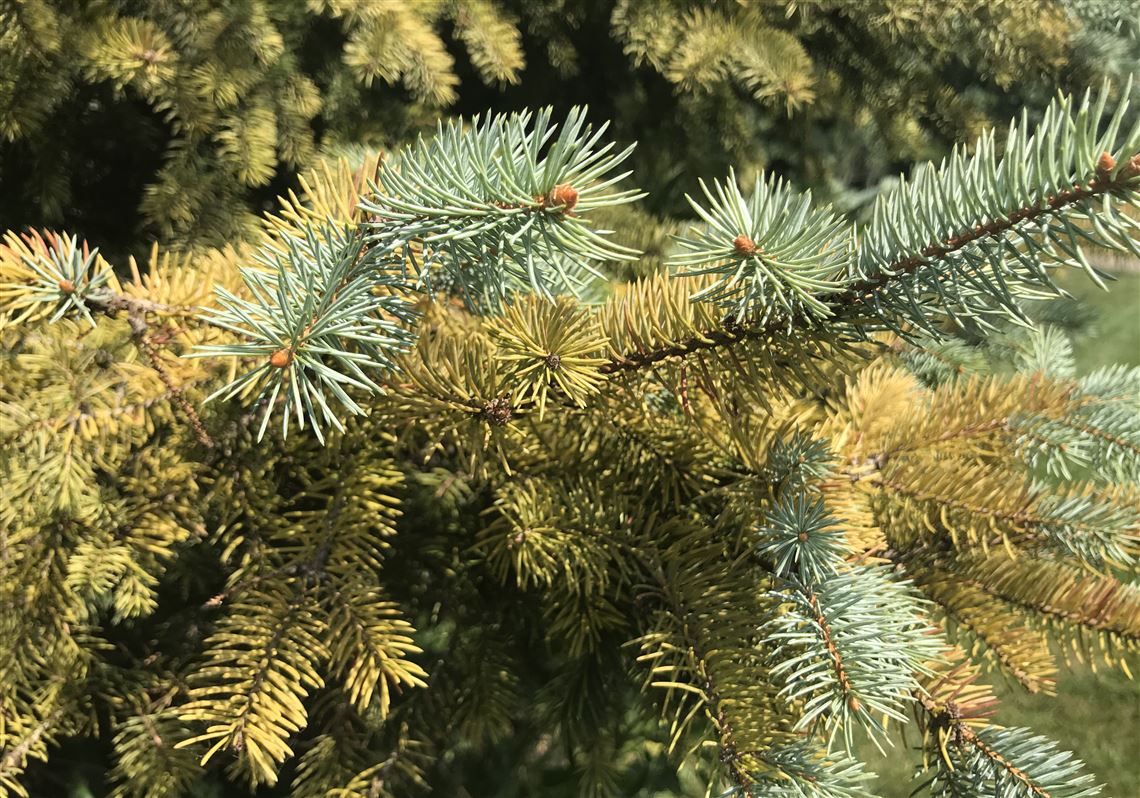 What's ailing local blue spruce trees? | Pittsburgh Post-Gazette