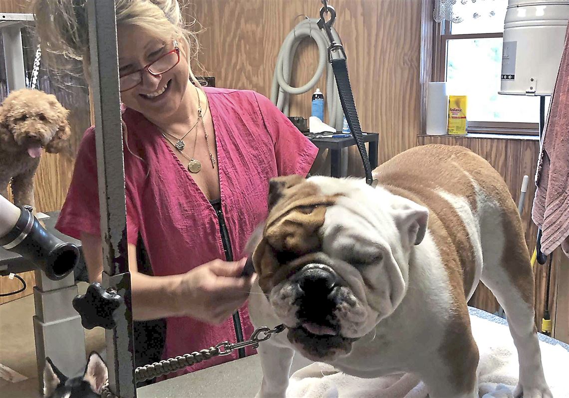 YouTube channel shows how to groom your dog yourself | Pittsburgh Post ...