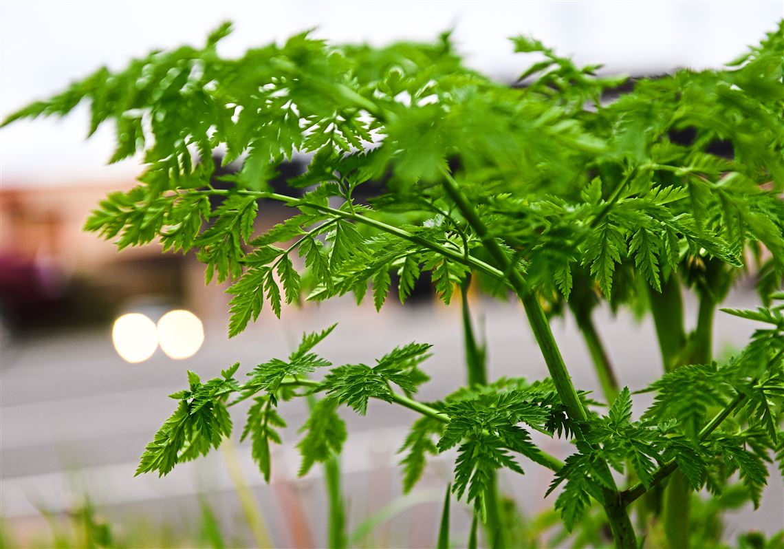 Poison Hemlock Rash