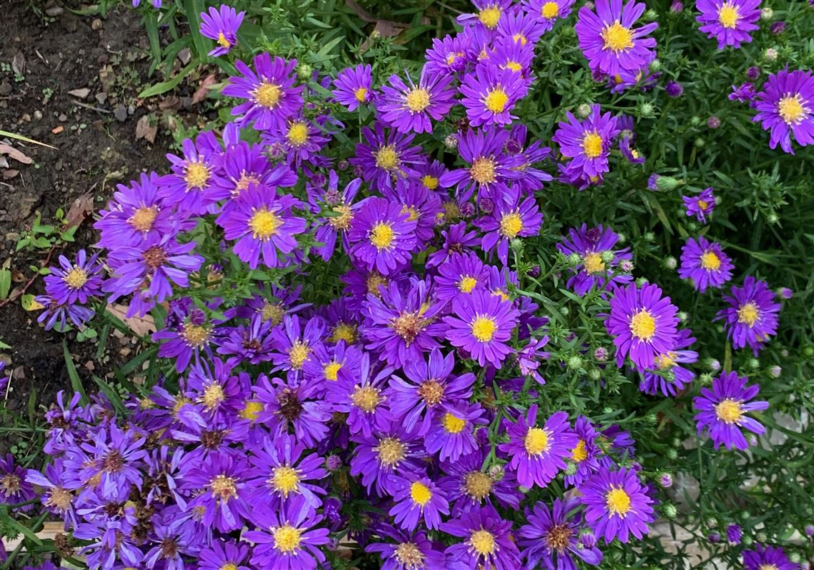 Pollinators love these late summer bloomers | Pittsburgh Post-Gazette