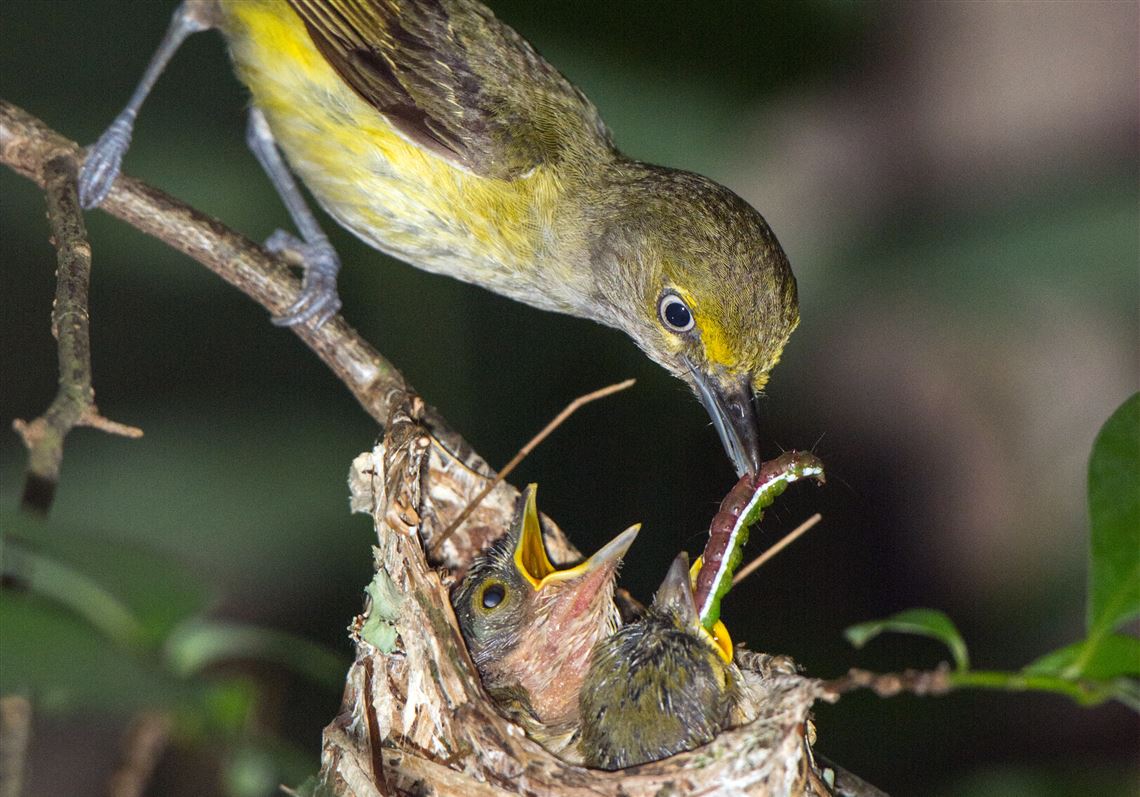 How to create a green habitat for pollinators and wildlife | Pittsburgh ...