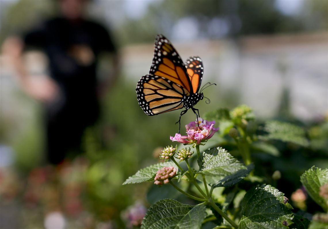 Bees, butterflies and other pollinators to get a $5 million lift in ...