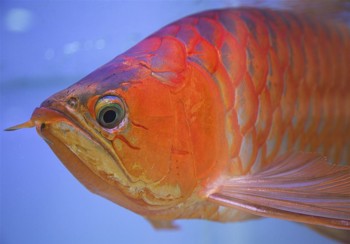 Tropical fish store owner pleads guilty to trafficking endangered and ...