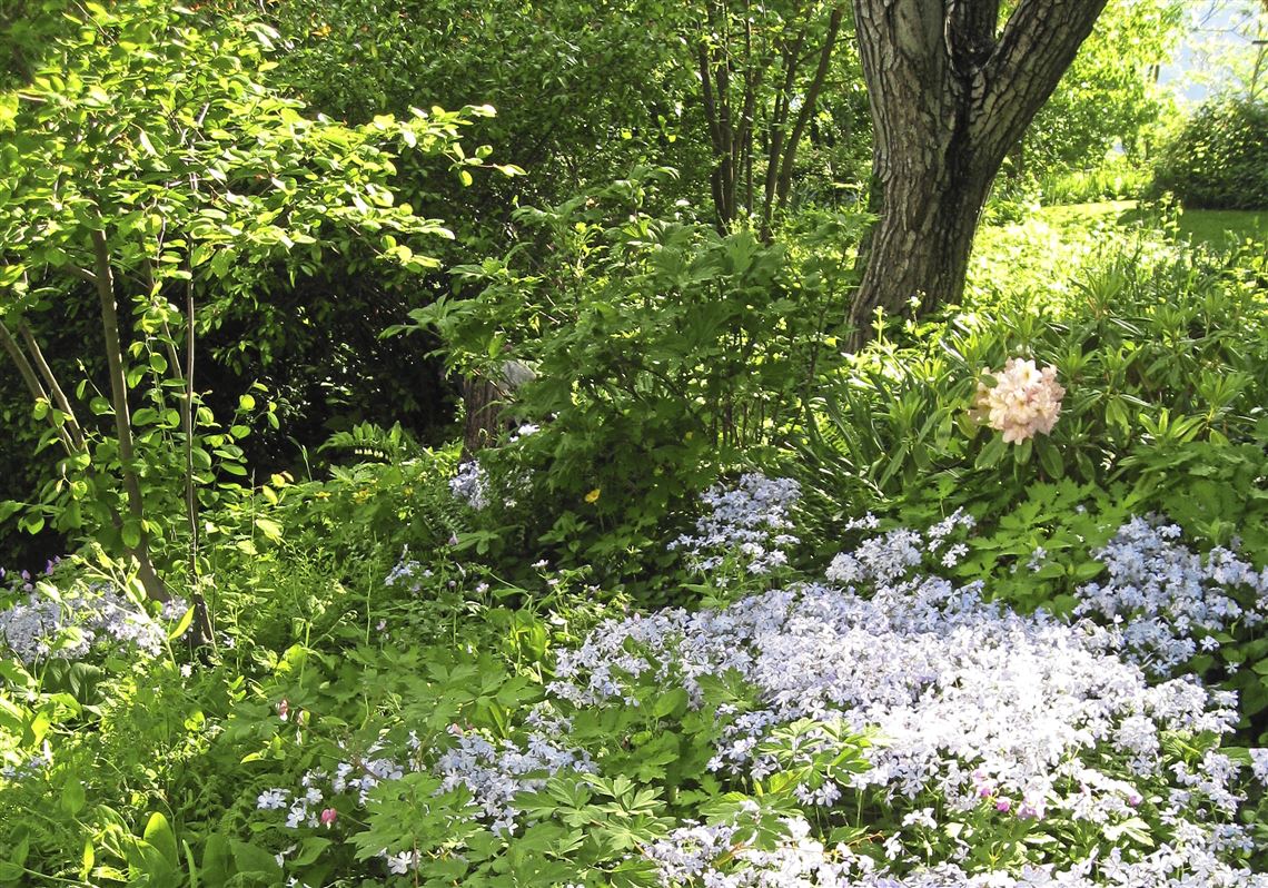Bulbs and perennials to plant under trees | Pittsburgh Post-Gazette