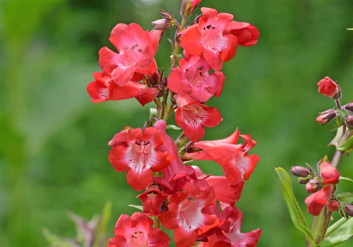 Colorful perennials you need to buy and try | Pittsburgh Post-Gazette
