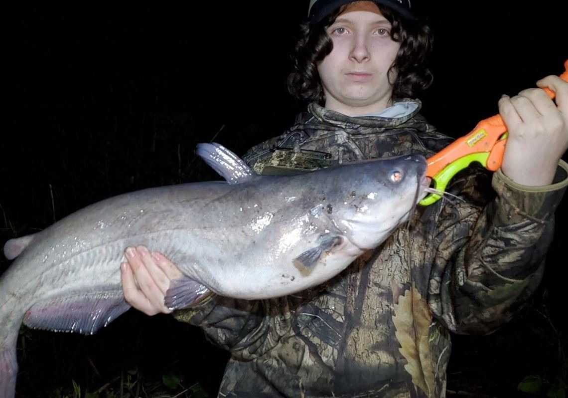 'The big blues are coming.' A young angler boats a blue catfish on the ...