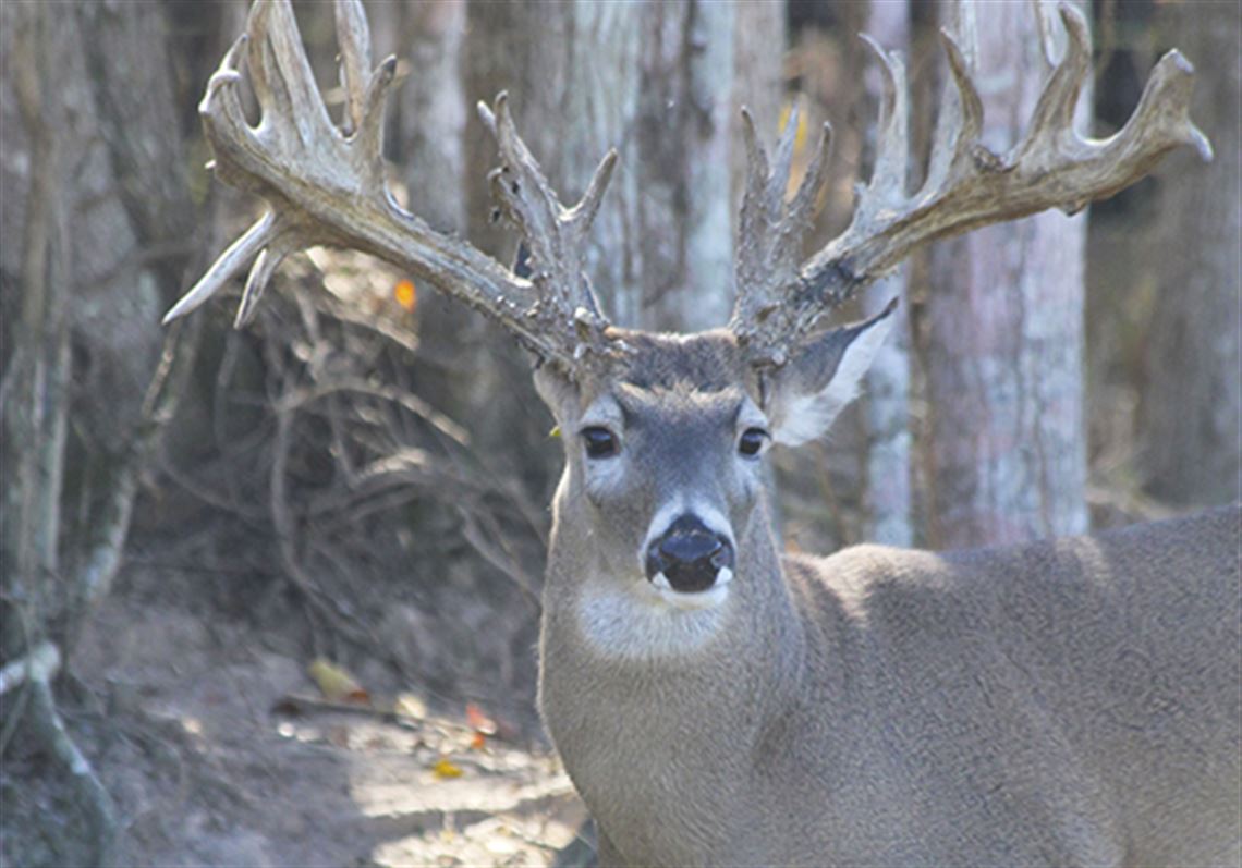 How old is that deer outside the window? | Pittsburgh Post-Gazette