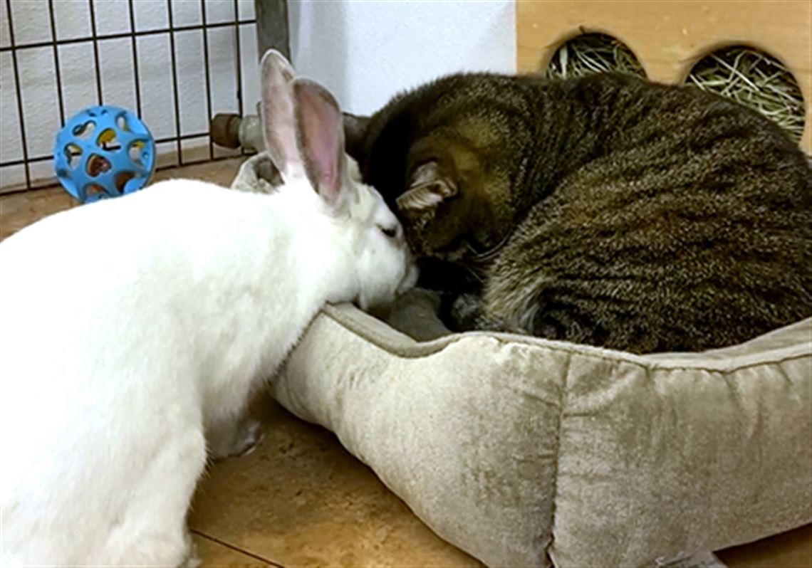 Snuggle buddies: The love story of Olivia and Mopsy, a cat and rabbit | Pittsburgh Post-Gazette