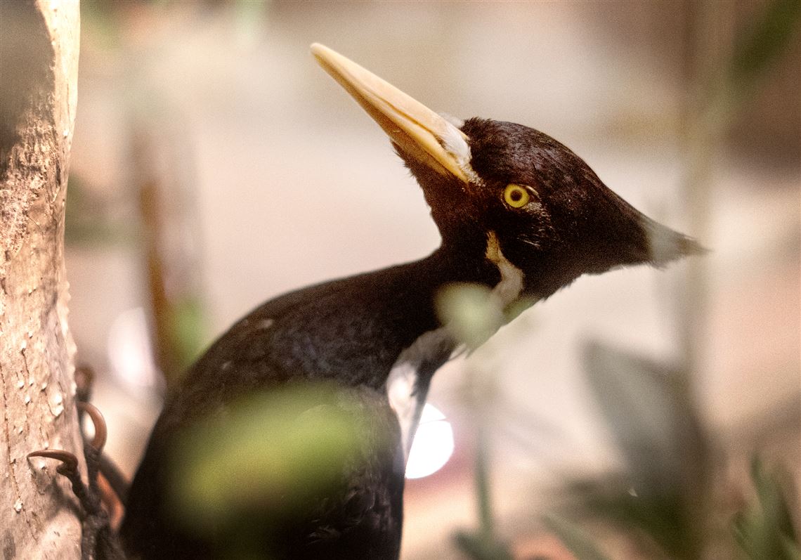 Not extinct! Ivory-billed woodpecker is alive in Louisiana, National ...