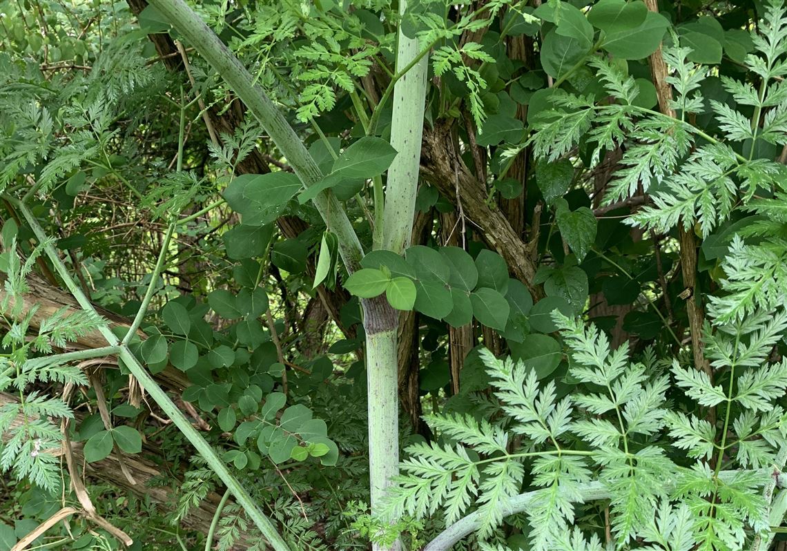 Poison hemlock is in bloom in western Pennsylvania and, while pretty ...