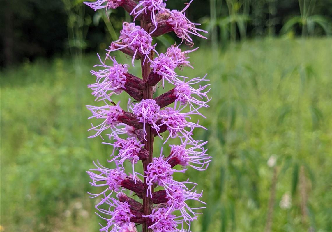 Invasive Perennial Flowers 16 Types Of Invasive Plants You Should