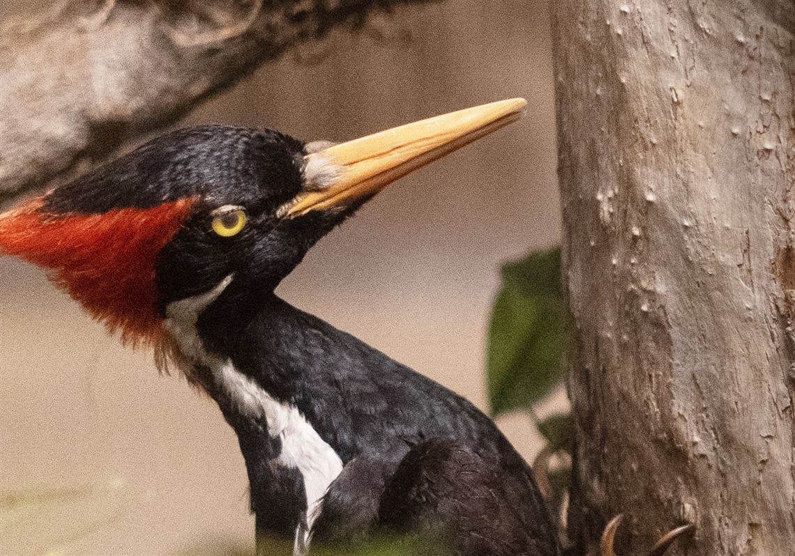 21 species declared extinct — but not the ivory-billed woodpecker ...