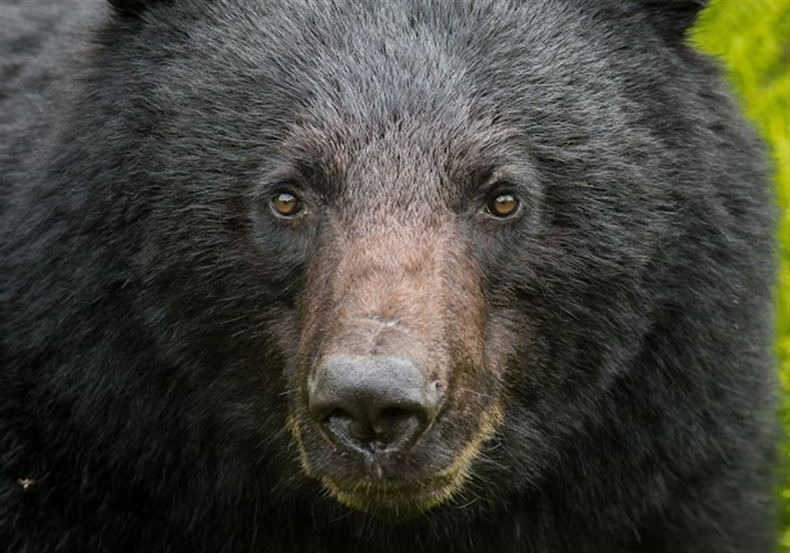 Bear season: Here's how Pennsylvania controls its largest predator ...