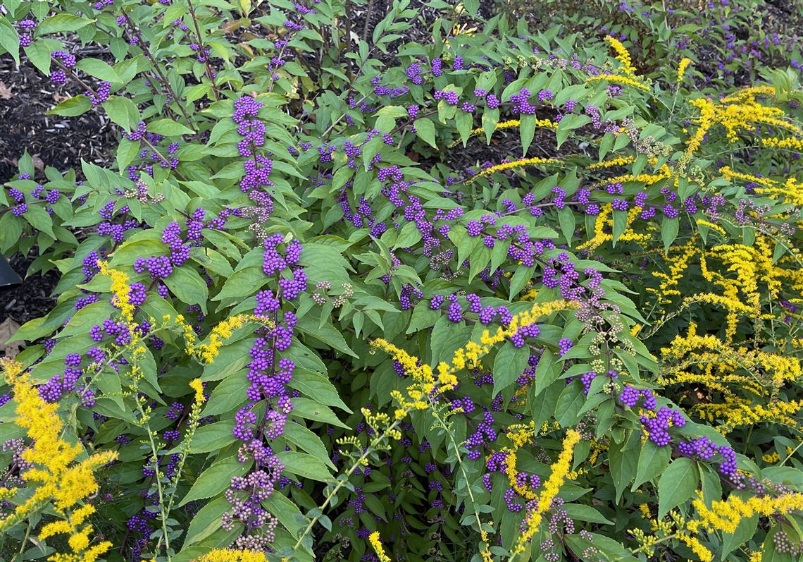 Penn State Master Gardner outlines tools for keeping deer out of ...