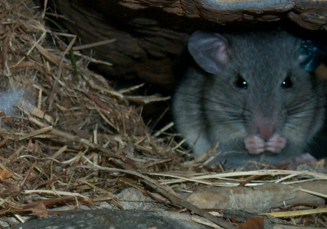 To save the Allegheny woodrat, researchers schlep pounds of nuts ...