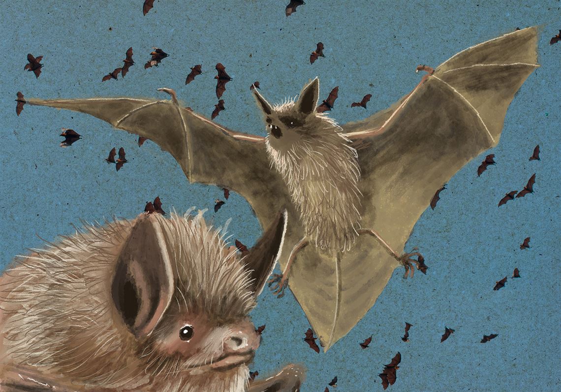 After near extinction, some bats are coming back courtesy of Pa ...