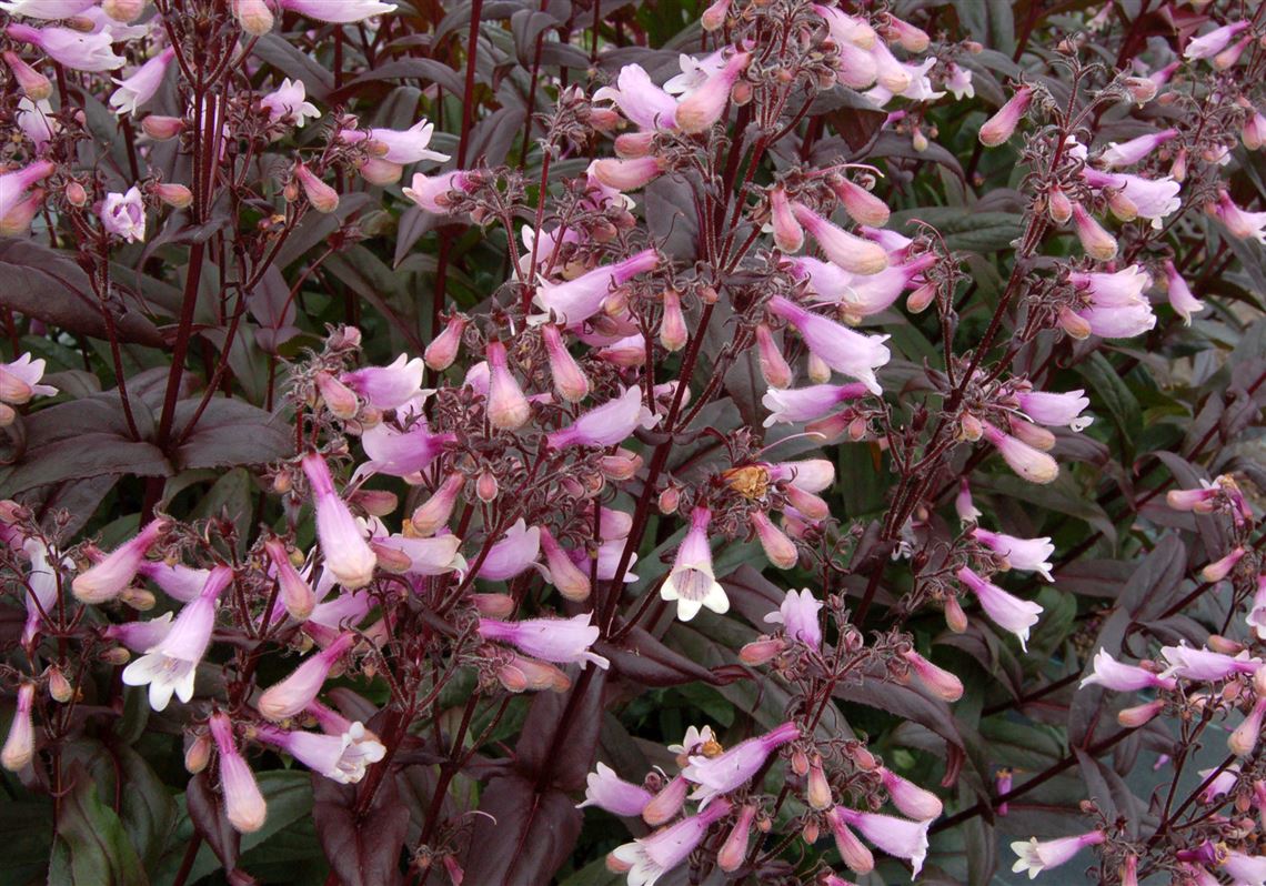 Marketplace with perennials offered at Garden and Landscape Symposium ...