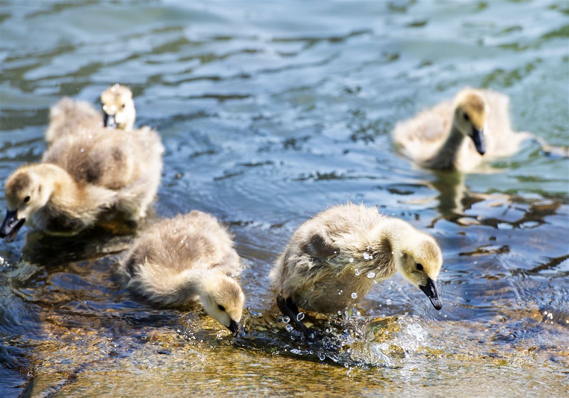 Canada goose goslings jump into Monongahela River | Pittsburgh Post-Gazette