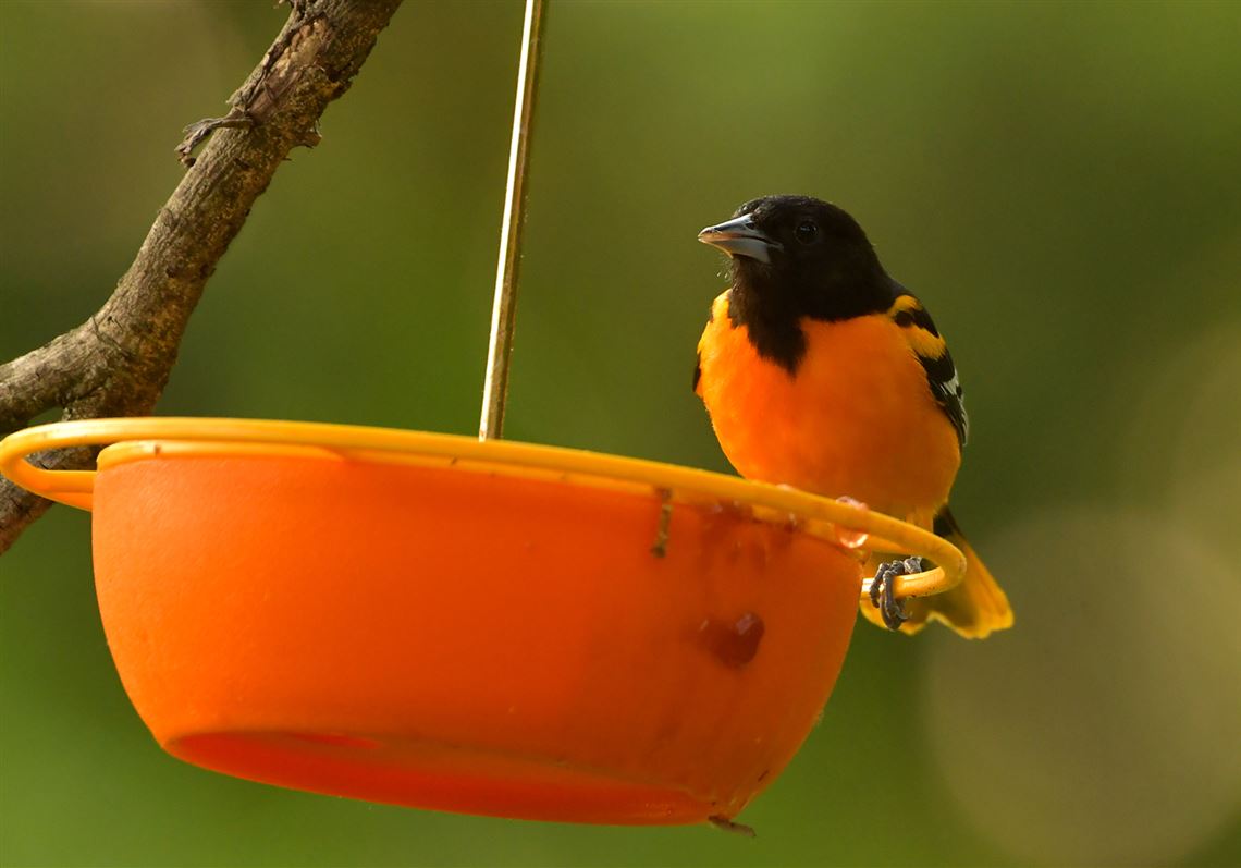 Holy migration – Baltimore oriole feeders are a must-have | Pittsburgh ...