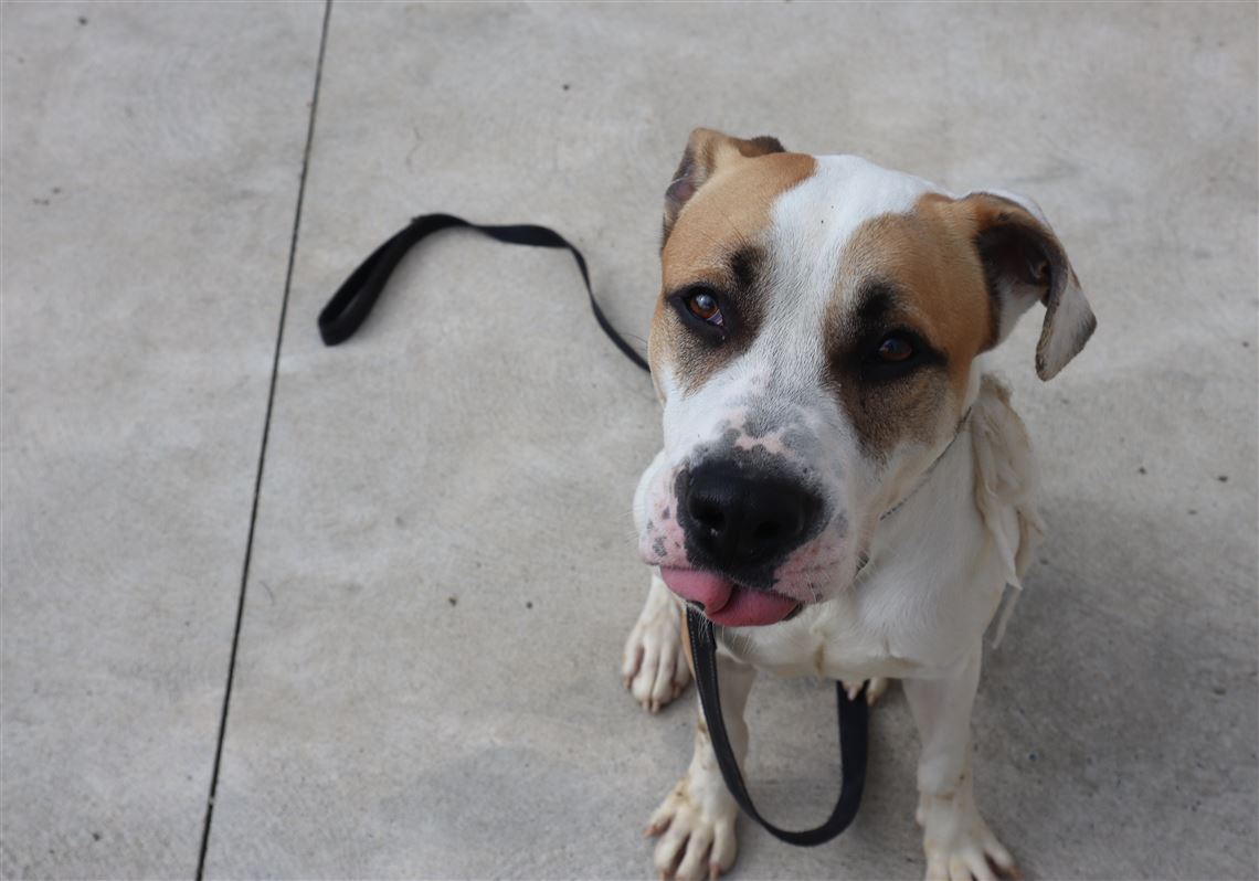 Shelter Soulmates: Fred, Red and Hanson hoping for forever homes ...